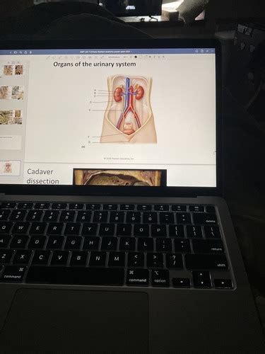 Lab Flashcards Quizlet
