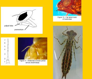 Aquatic Ecology Flashcards Quizlet