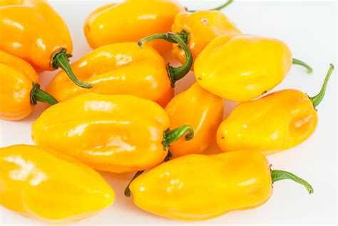Bra 00035279 9 Capsicum Annuum Variedad De Chile