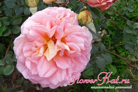 Роза Абрахам Дерби / Abraham Darby описание сорта - Энциклопедия - Всё ...