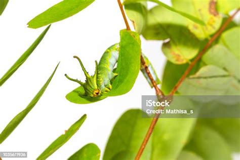 바닥에 산책 하는 5 단계에서 일반적인 Nawab 나비 의 애벌레 5에 대한 스톡 사진 및 기타 이미지 Istock