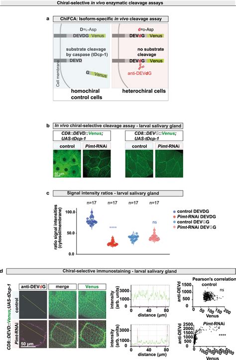 Chiral Shift Induces Resistance To Caspase Mediated Proteolytic Download Scientific Diagram