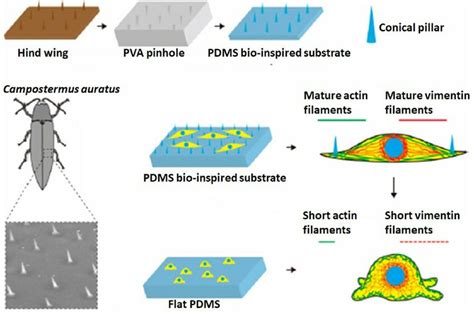 Schematic Diagram Of Cell Attachment On Canonical Pillar Based Pdms Download Scientific Diagram