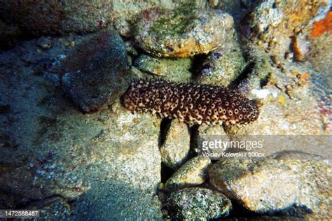 Sea Cucumber Phylum Photos And Premium High Res Pictures Getty Images