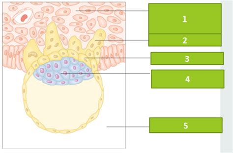 Placental And Fetal Physiology Flashcards Quizlet