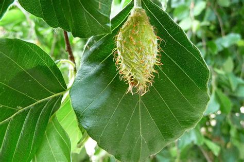 Extracto De Fagus Sylvatica Beech Tree Extract