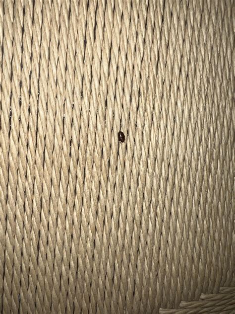 Is This A Bed Bug Pls Help Im Trying To Sleep In My Hotel But I Just