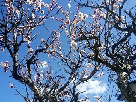 千葉県成田市のアロマスクール 春 生徒様のご感想や精油の活用方法を発信 千葉のアロマスクールなら実践型のアロマテラピールーム リン