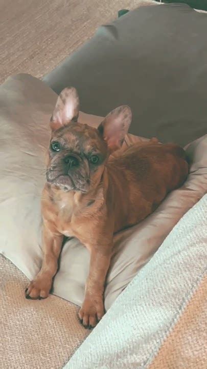 Puppy Power Youtube