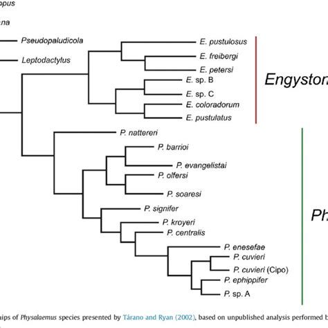 Pdf Phylogeny Of Frogs From The Genus Physalaemus Anura
