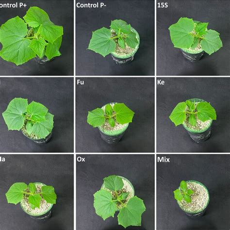Representative Pictures Showing The Growth Of Cucumber Plants In The