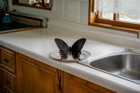 O Que Significa Borboleta Preta Dentro De Casa