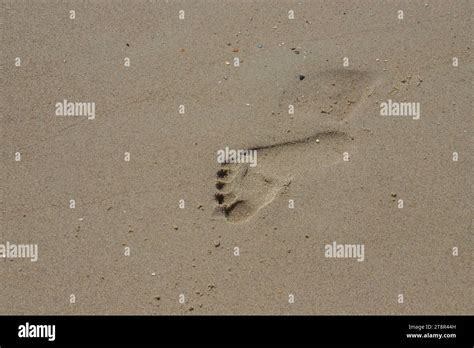 Footprints Of A Man On The Yellow Beach Sand From Walking Barefoot By