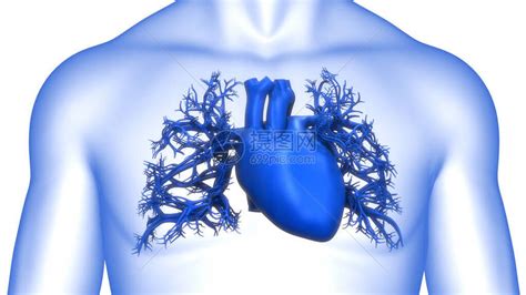 人体循环系统心脏解剖3d高清图片下载 正版图片507510077 摄图网