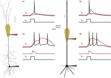 Dendritic Ca 2 Spike And Bac Firing Are Faithfully Replicated In The Download Scientific