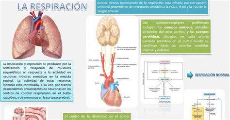 FISIOLOGÍA BÁSICA BLOG DE EVIDENCIAS OLIMPIA GAXIOLA REGULACIÓN DE LA