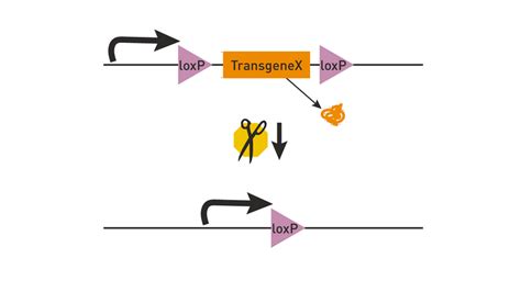 Cre Lox Breeding For Beginners Part 1