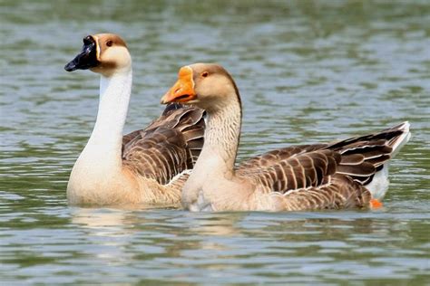 Китайские Гуси Описание Породы Фото – Telegraph