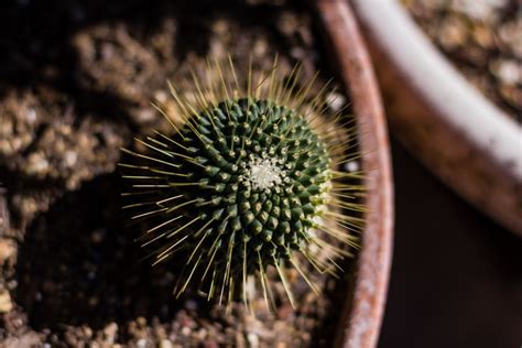 Mammillaria Spinosissima V Un Pico Cactus Succulent Gardening Cactus And Succulents Cactus