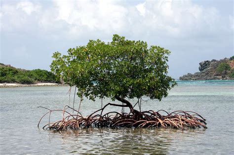 Manglares Caribe rompecabezas en línea