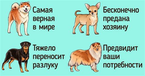 Какие бывают породы собак с фотографиями и названиями на русском языке фото