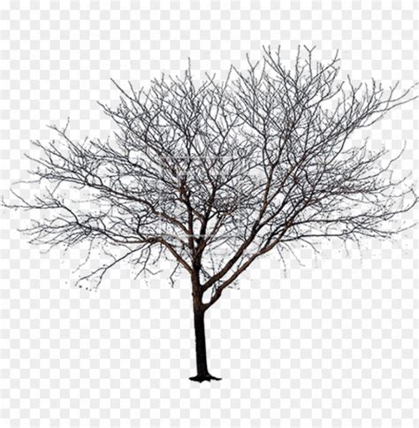Free Download HD PNG Spring Tree Png PNG Transparent With Clear Background ID TOPpng