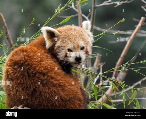 The Red Panda Is Native To The Mountainous Regions Of The Himalayas It