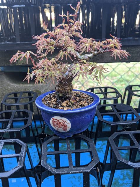 舞姫もみじが賑やかに 続・盆栽擬き日記