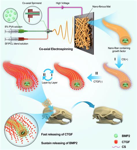 Biomimetic Materials For Tissue Engineering Biomaterials Notebase