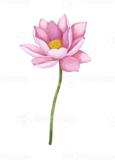 Watercolor Lotus Flower 24188809 Png