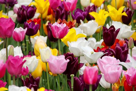 Fotos gratis flor pétalo tulipán primavera Tulipanes Floreció