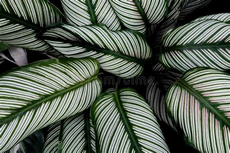 Abstract Nature Background Tropical Leaf Texture Stock Image Image Of Rainforest Natural