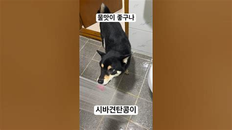 세수하러 왔다가 물만 먹고 가지요 Youtube