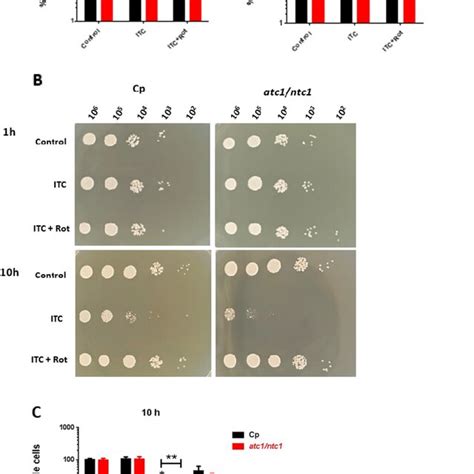 Protective Action Of Rotenone And Dnp On C Parapsilosis Cell