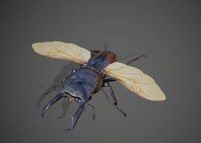 PBR 鹿甲虫模型 昆虫模型库 FBX fbx 模型下载 cg模型网
