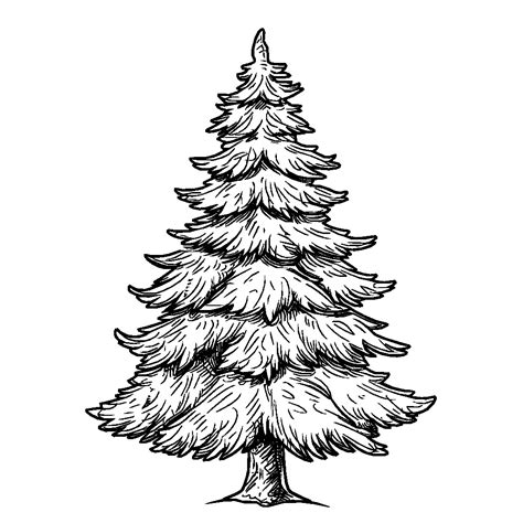 Free Pine Tree Black And White Line Art Svg Vector File For Laser