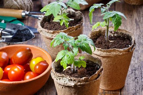 Tomato Transplanting When To Move Seedlings To The Garden