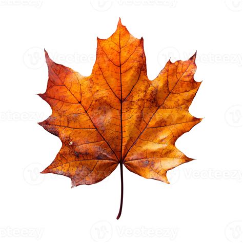 Autumn Leaf Dried Up Fall Leaf Top View White Birch Leaf Maple Leaf Flat Lay Isolated