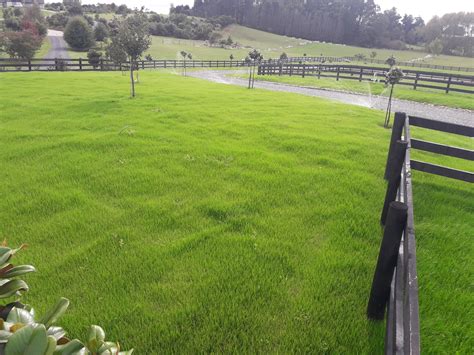 The Pros And Cons Of Spray On Grass Seed