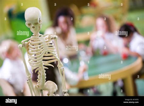 Close Up Of A Model Skeleton In The Library Stock Photo Alamy