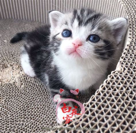 虎斑起司猫图片白成虎斑猫第7页大山谷图库