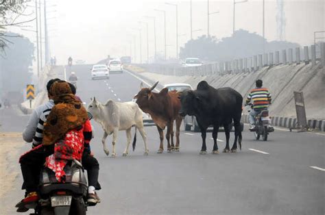 Stray Cattle Menace Haunts Residents The Tribune India