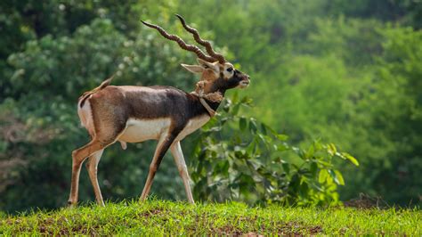 Antylopa Totem Zwierzę Mocy Duchowy Przewodnik