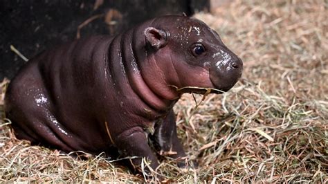 Full Grown Pygmy Hippopotamus