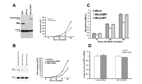 Expression Of Zbp1 In Metastatic Cells Suppresses Cell Proliferation
