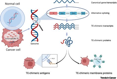 Harnessing Transposable Elements For Cancer Therapy Trends In Cancer