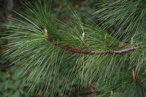 Longleaf Pine Native Plants Of Wandl