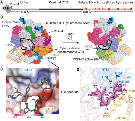 Structural Basis Of Integrator Mediated Transcription Regulation Science