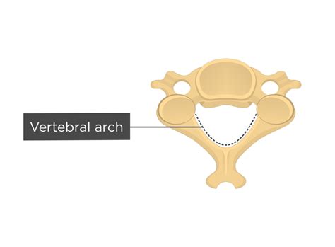 Axis Vertebra Superior View
