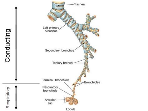 Bronchial Tree Labeled